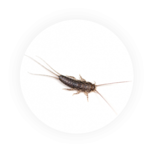 Pest Control - A & A Spectrum Pty Ltd